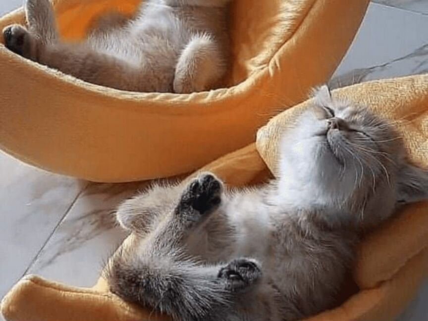 Кошечка и кот