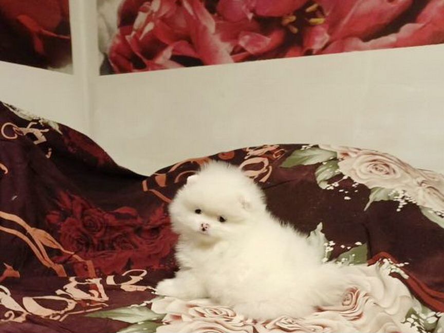 Щенки самые красивые