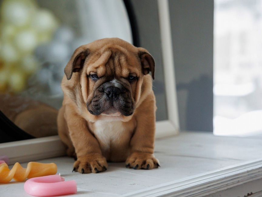 Зеленоглазый Марципан