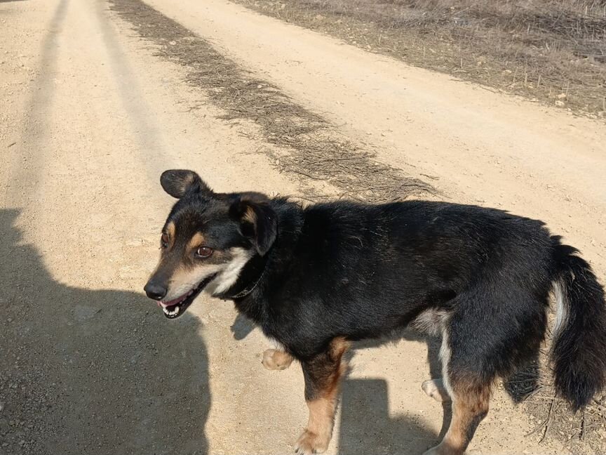 Собака в добрые руки маленькая порода