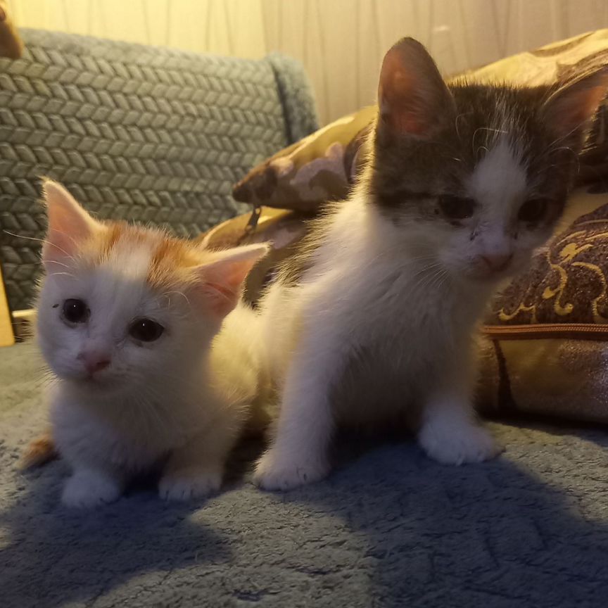 Котята в добрые руки бесплатно