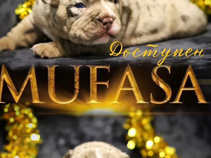 Самый крутой щенок американского булли