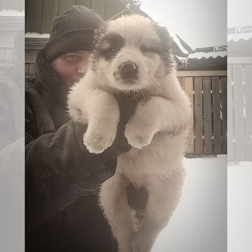 Среднеазиатская овчарка, щенок