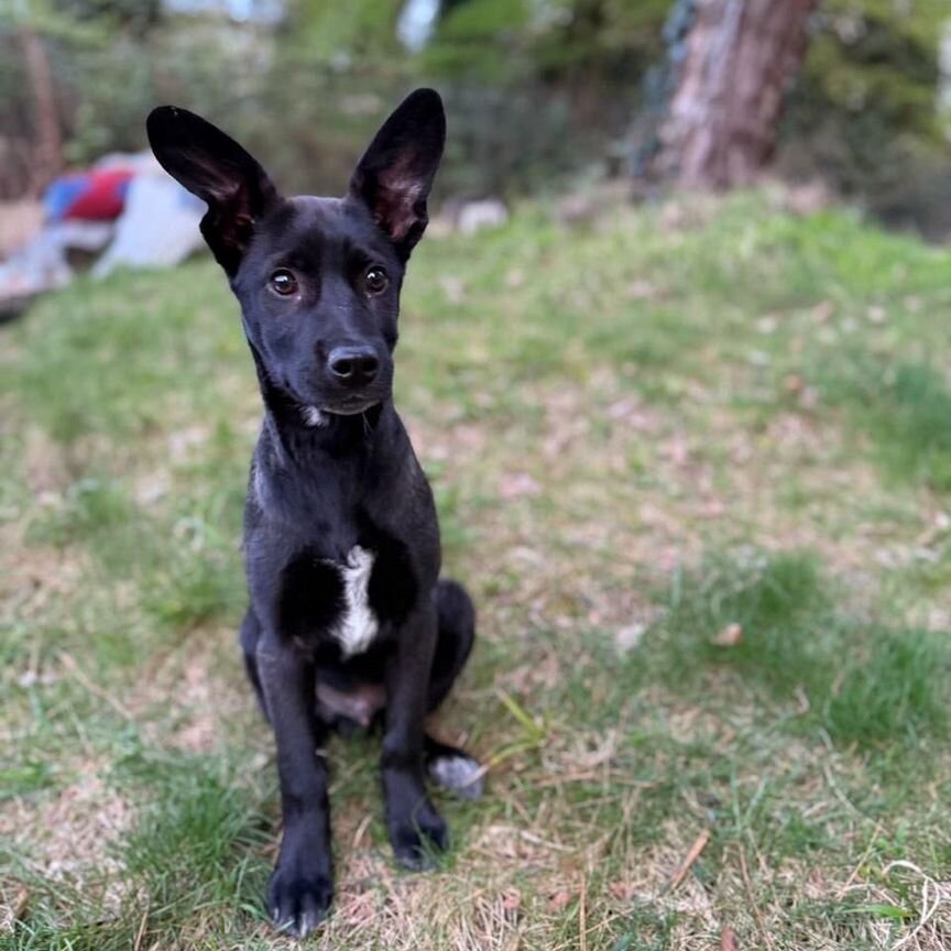 Щенок в добрые руки