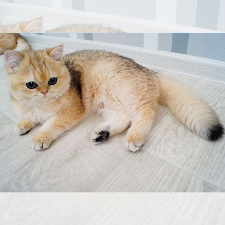 Британский короткошёрстный котёнок