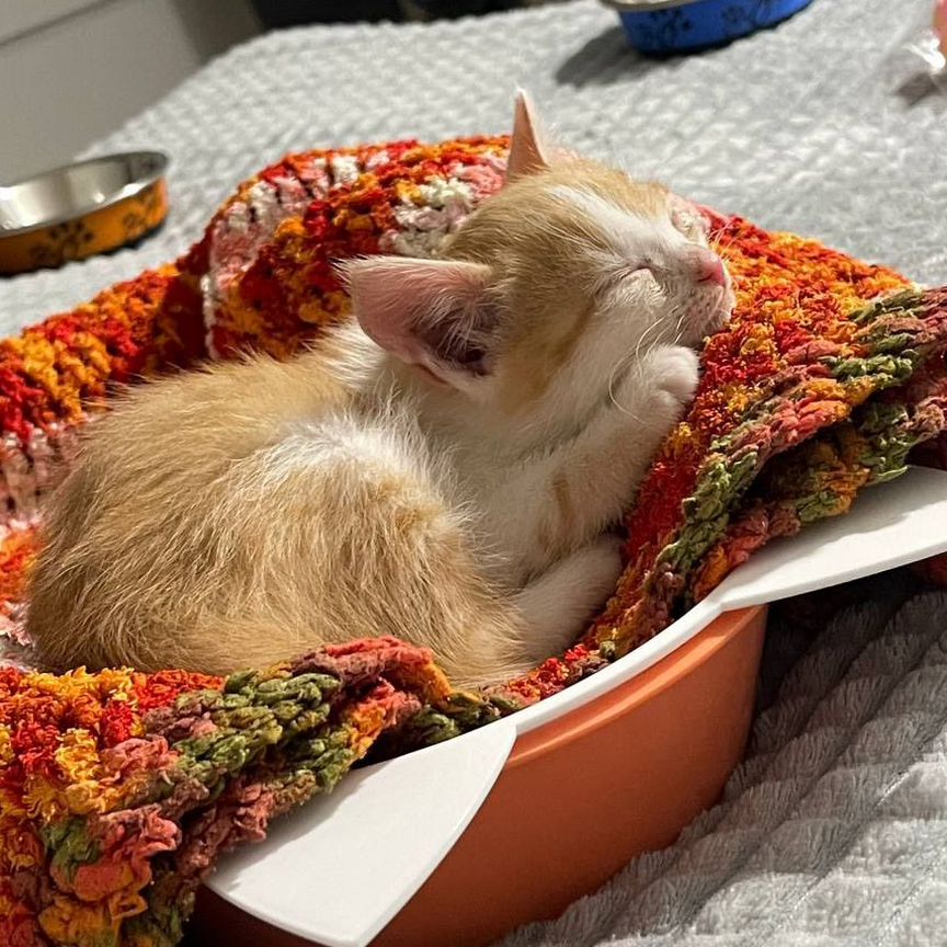 Рыжий котенок