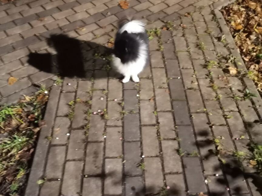 Немецкий цверг шпиц вязка