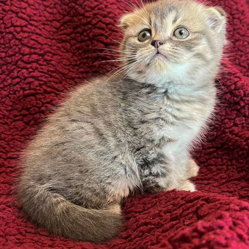 Шотландский вислоухий короткошёрстный котёнок