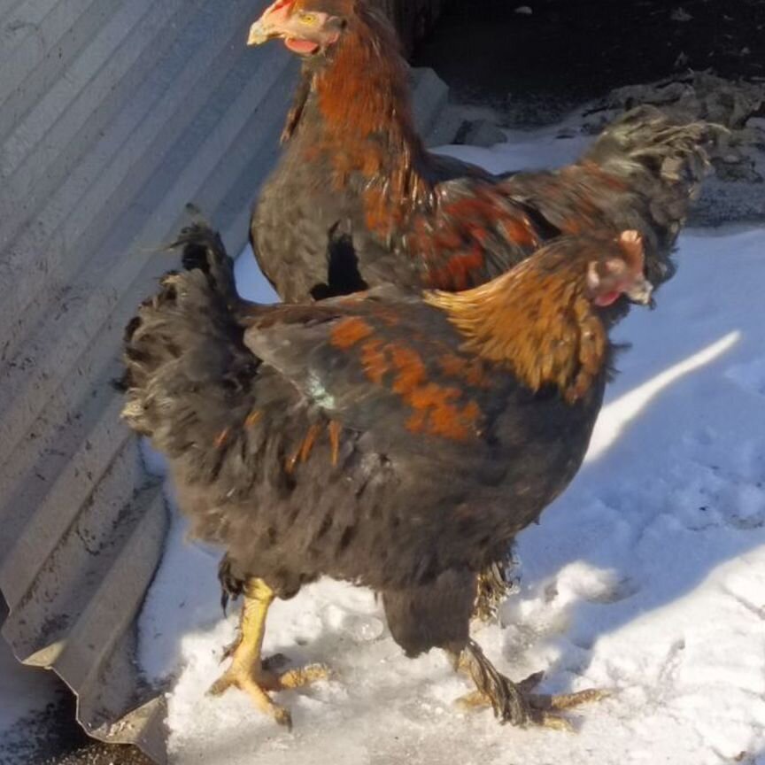 Продам кур Брама скрещенная с голошейкой