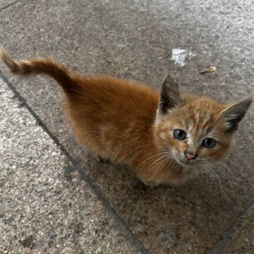 Котята в добрые руки бесплатно москва