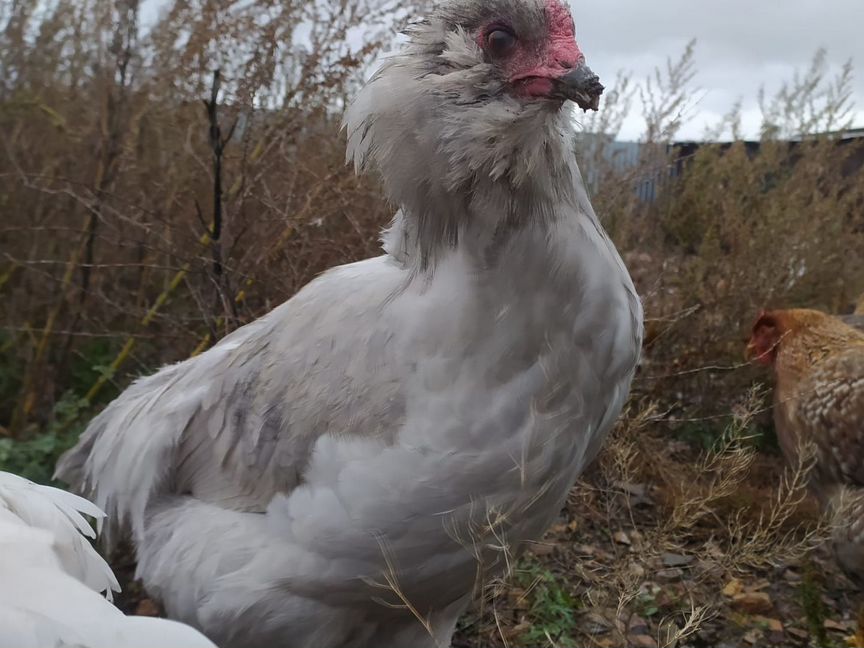 Амераукана Лаванда чистопородные петухи