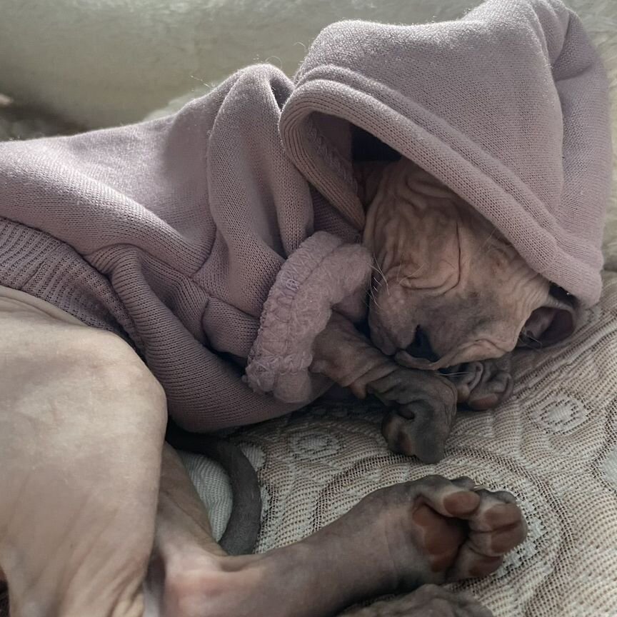 Донской сфинкс котёнок