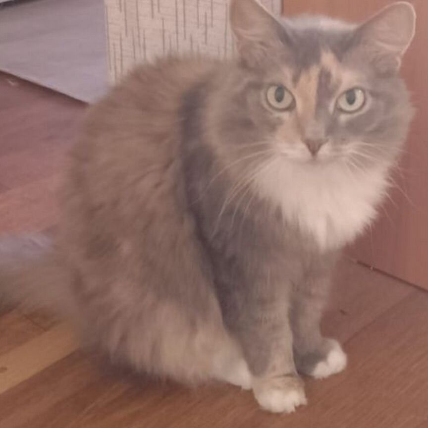 Кошки