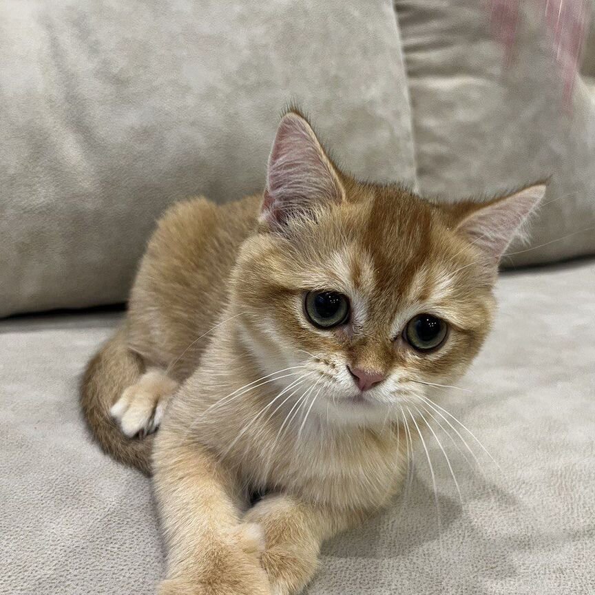 Британская золотая шиншива