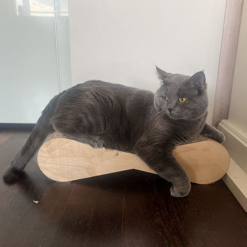 Кот британец в добрые руки