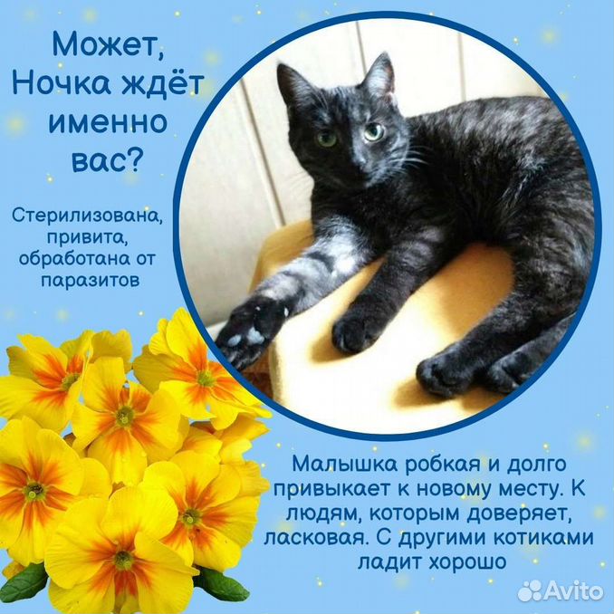 Кошка (окрас черный дым)