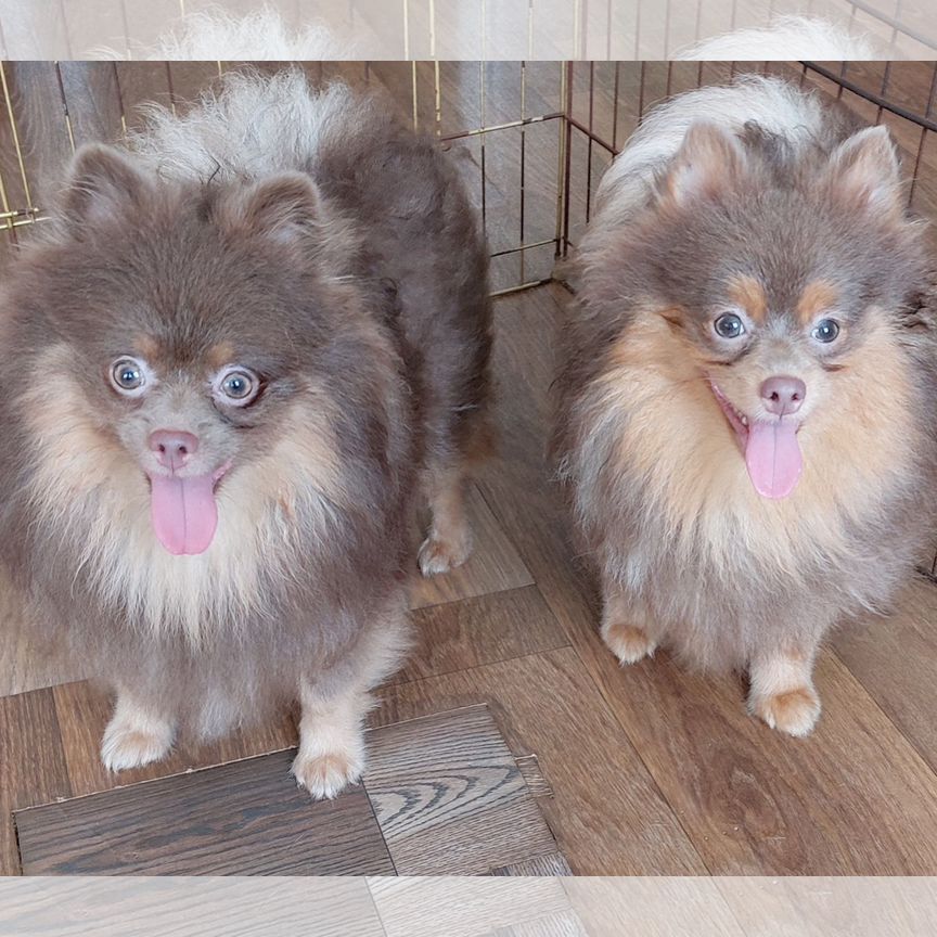 Померанский шпиц, щенок