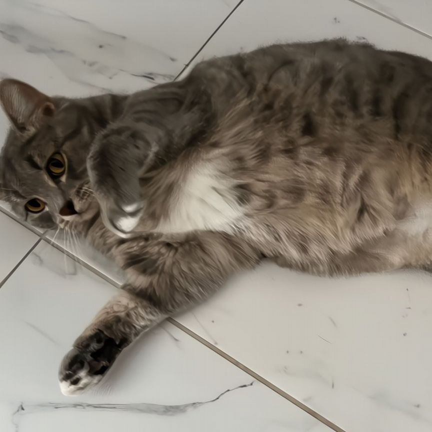 Британский короткошёрстный котёнок