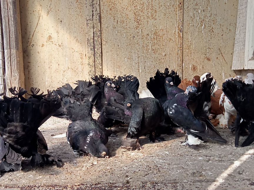 Продам статных голубей