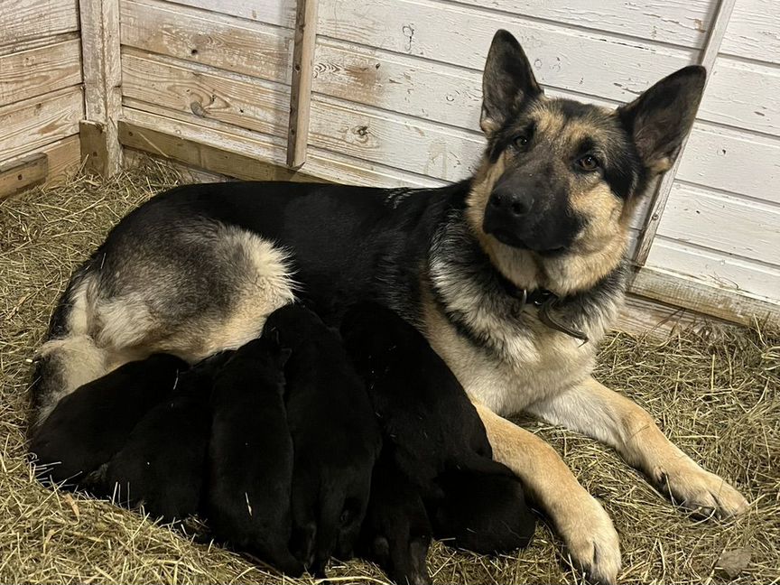 Восточноевропейская овчарка