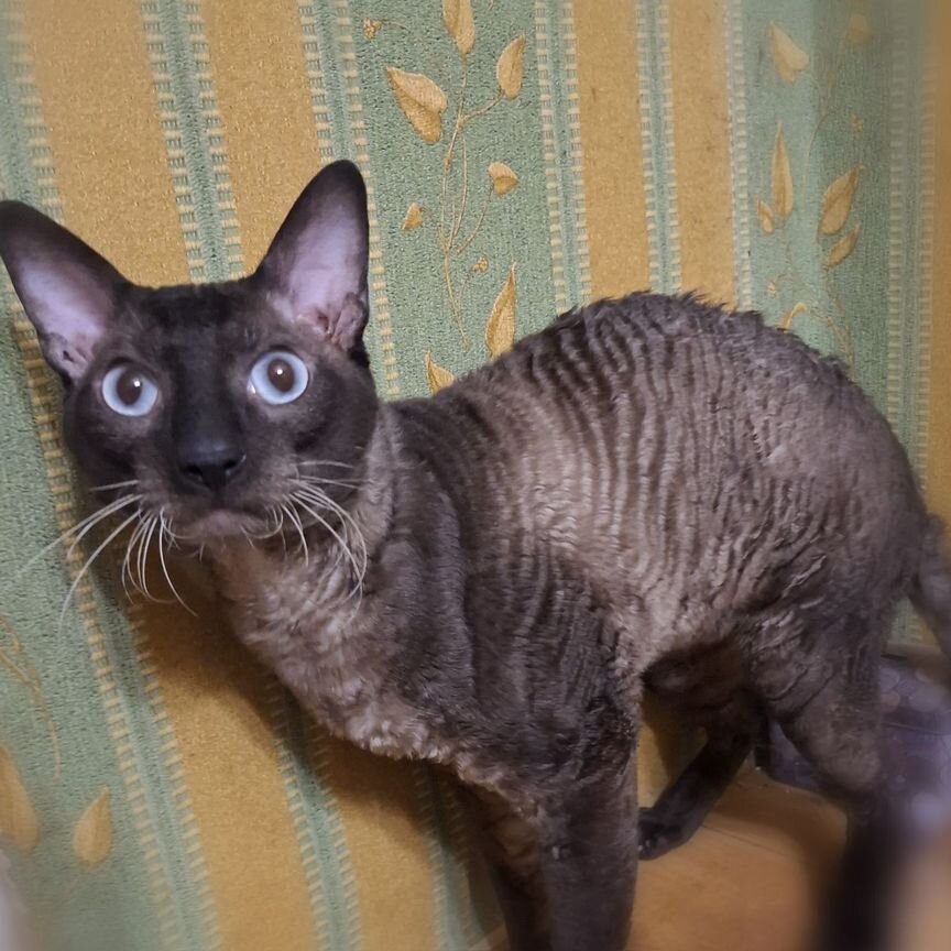 Корниш-рекс, взрослый кот