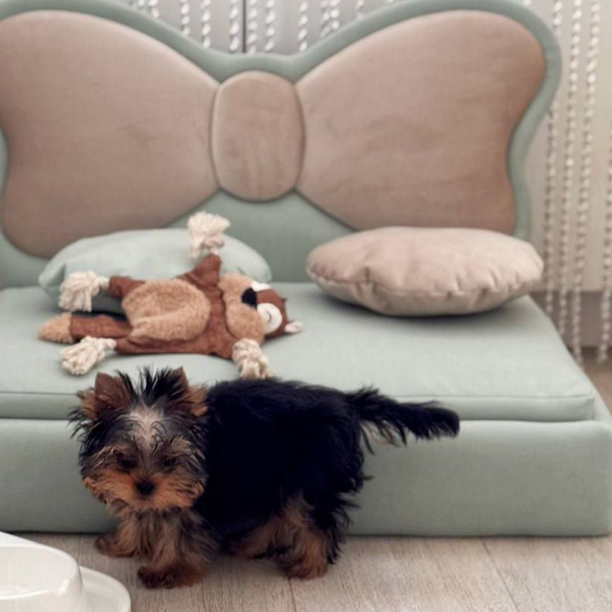 Диванчик для пушистого питомца
