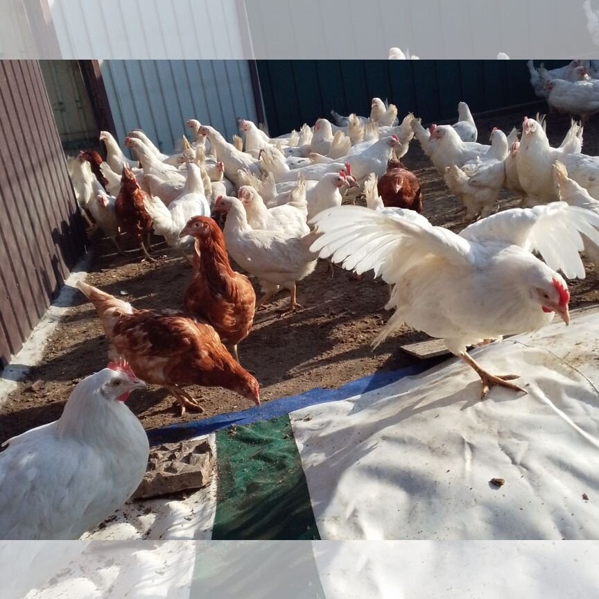 Куры молодки несушки