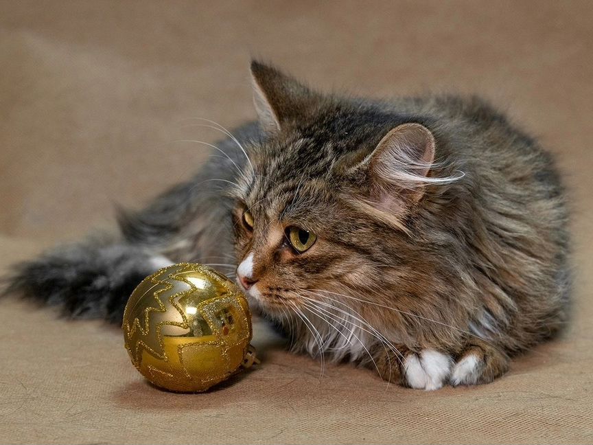 Кошка в дар