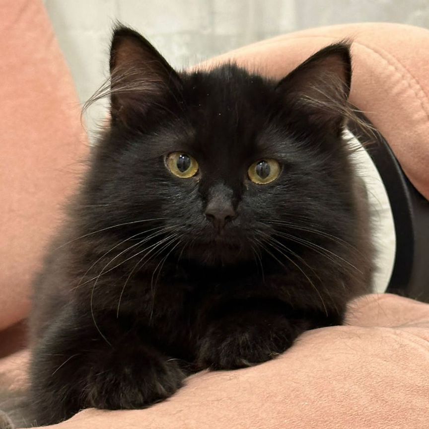 Котята девочки