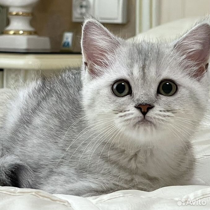 Велюровая серебристая Красотка Скоттиш страйт