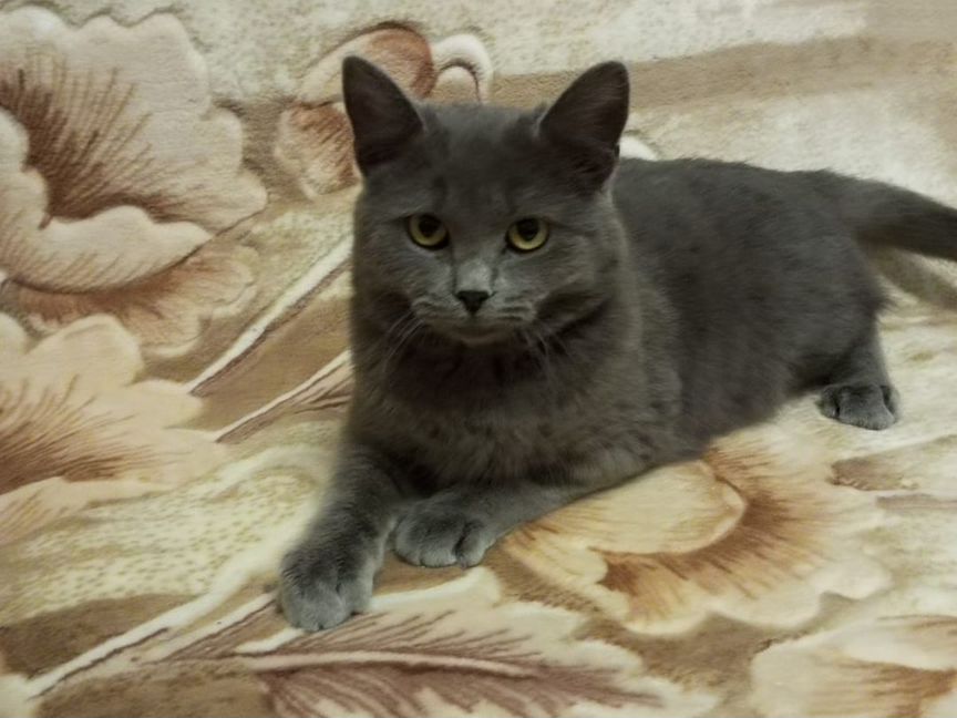 Котёнок-подросток ищет дом
