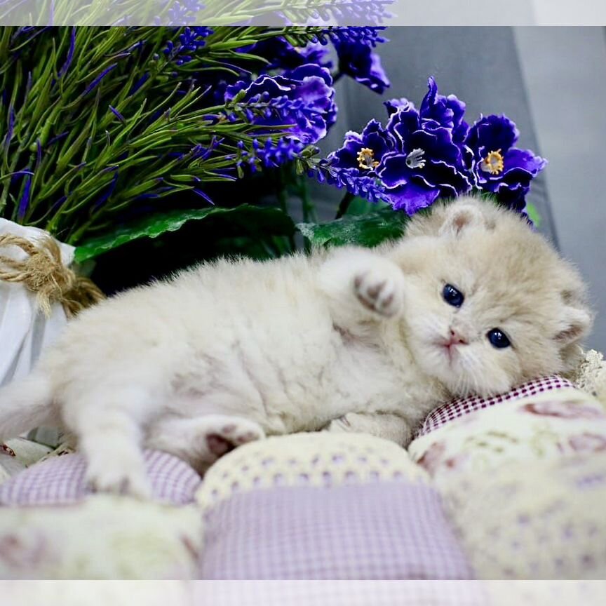 Британский короткошёрстный котёнок