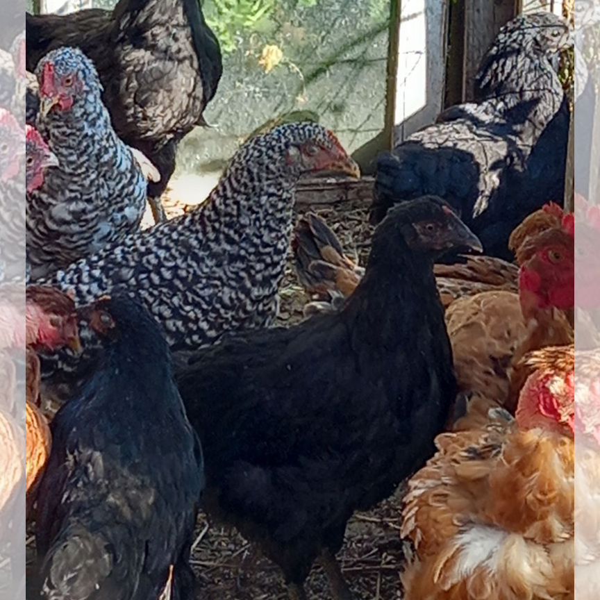 Куры молодки