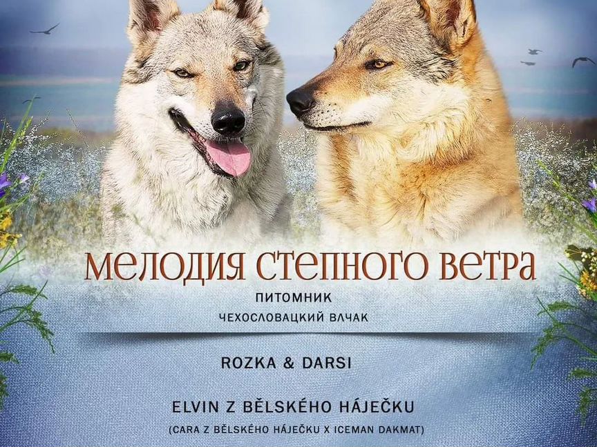 Чехословацкая волчья собака, влчак, щенки