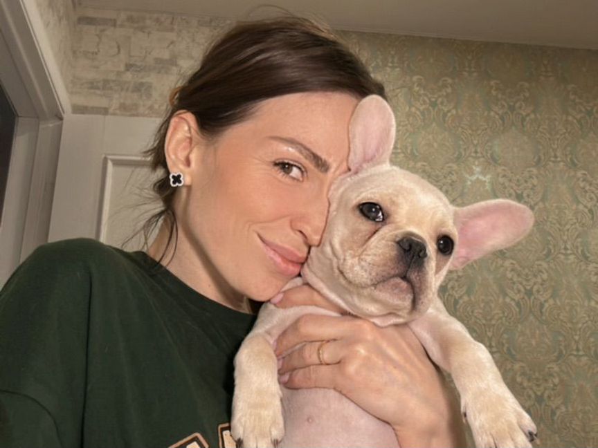 Французский бульдог щенок кремовый окрас