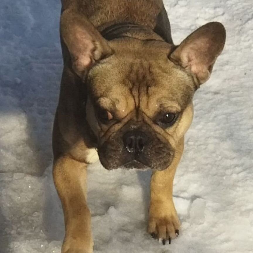 Французский бульдог вязка