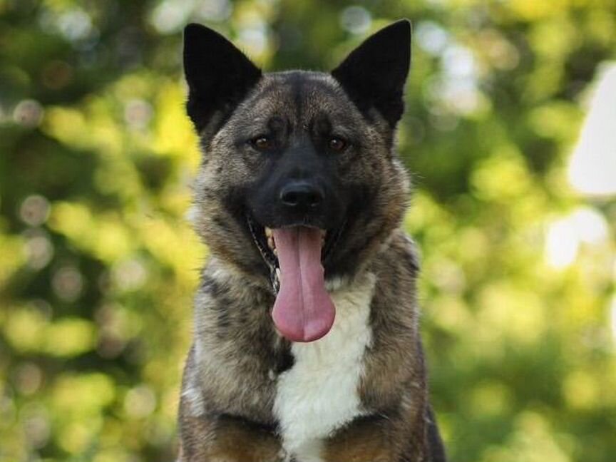 Метис Акито