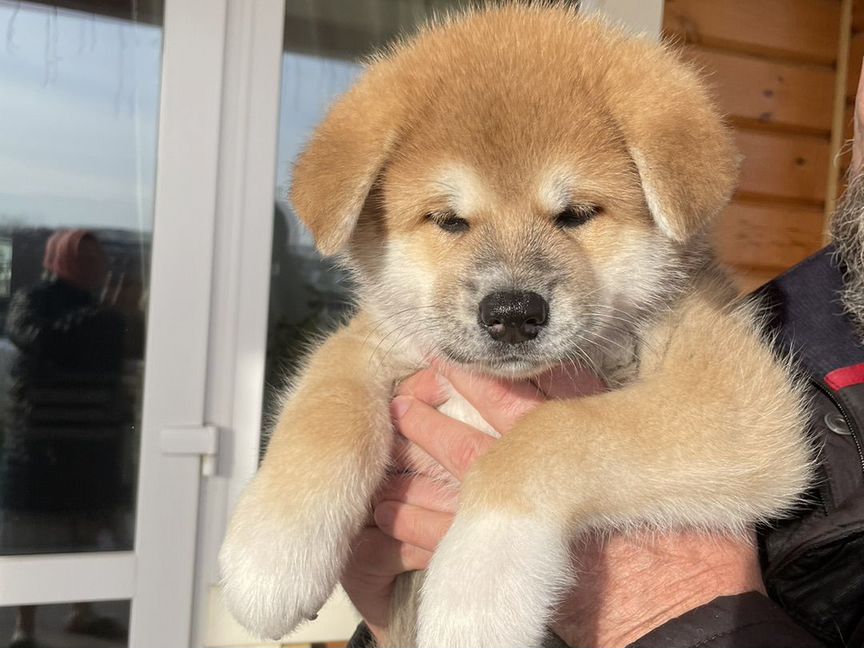 Собака акита ину щенки