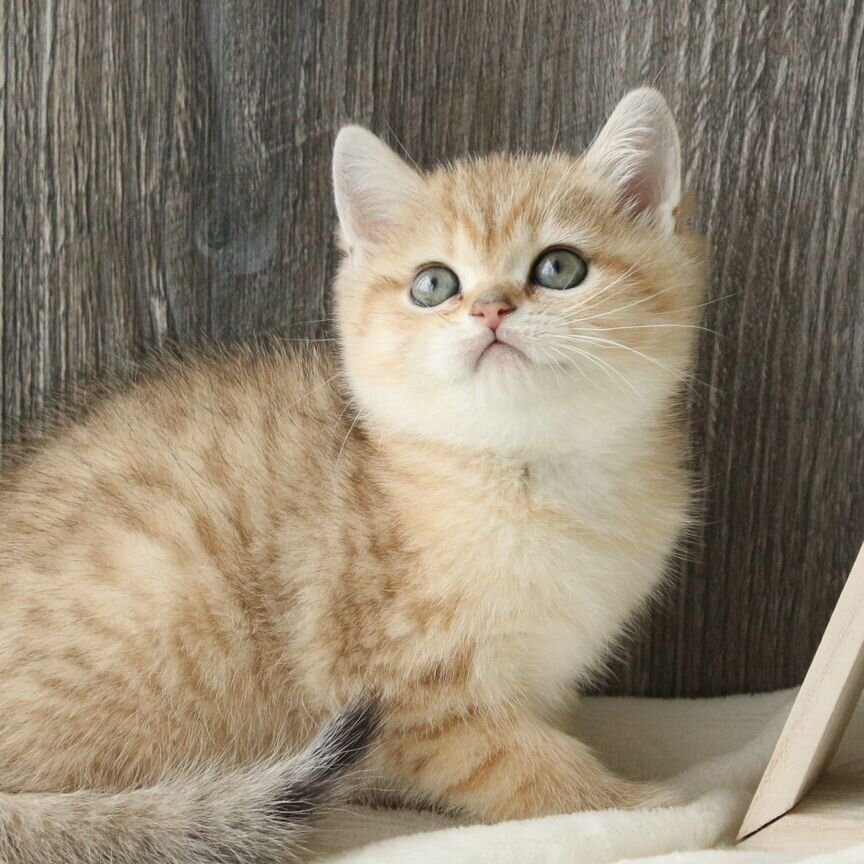 Котята Британская золотая шиншилла