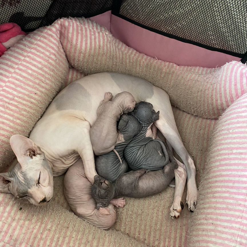 Канадский сфинкс кошка