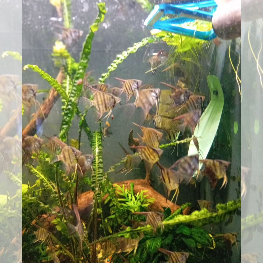 Скалярия полосатая- молодь