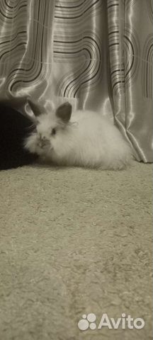 Декоративные кролики