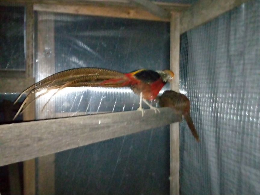 Золотой фазан