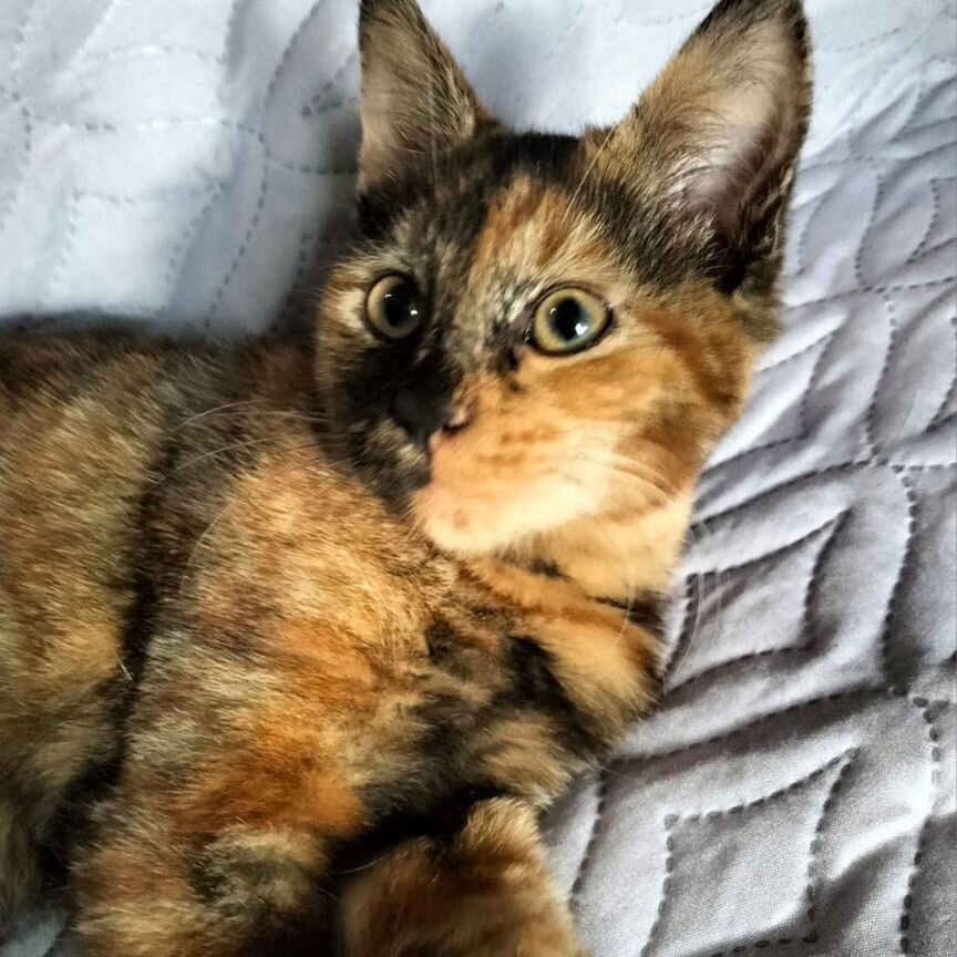 Котенок Глаша ищет семью