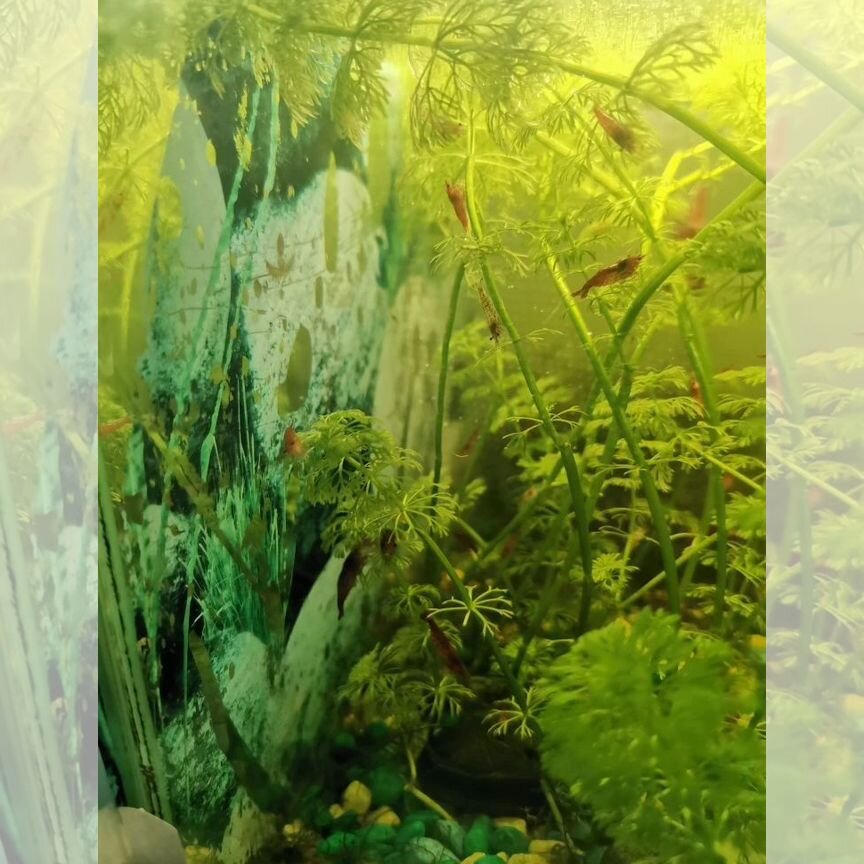 Креветки черри