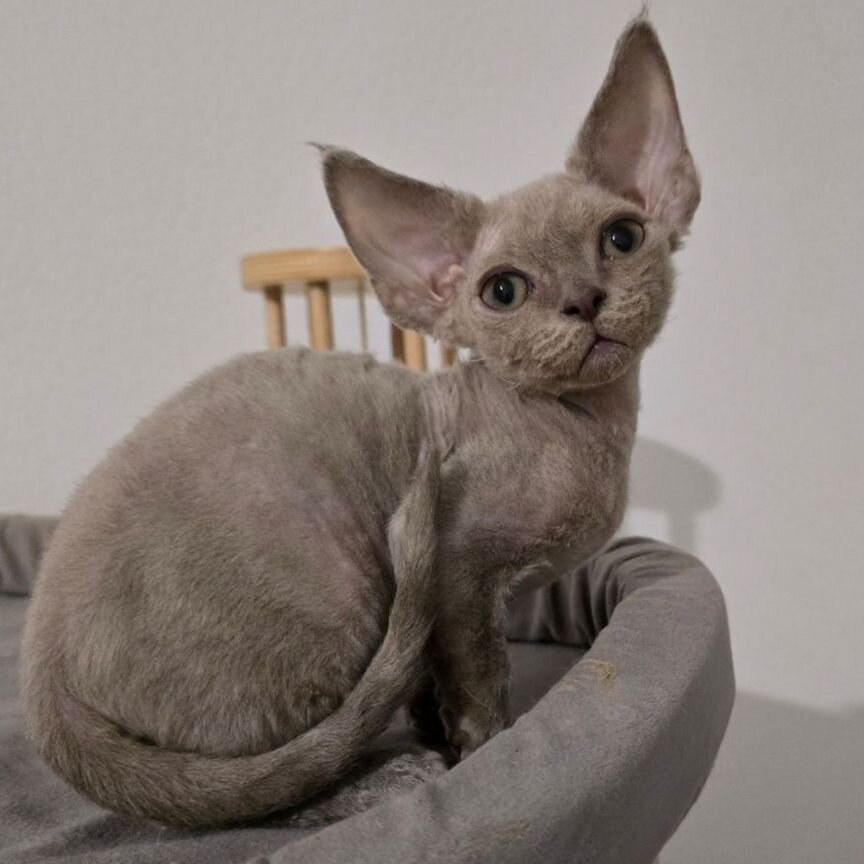 Девон-рекс котёнок