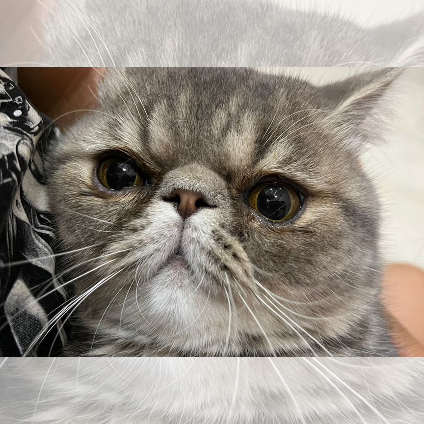Экзотический кот вязка