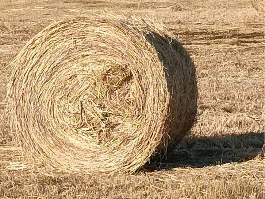 Корма для с х животных