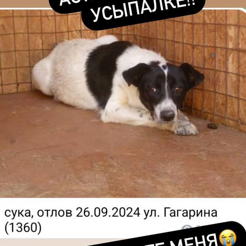 Собака в добрые руки отдам бесплатно