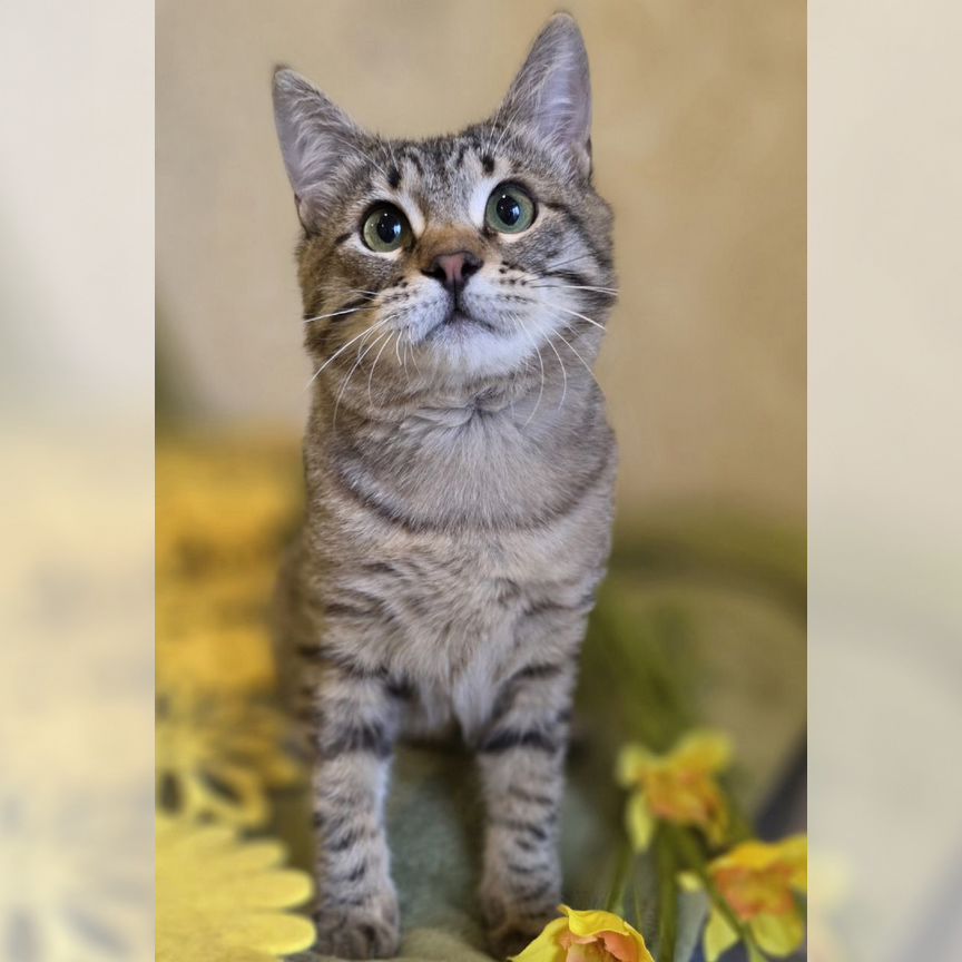 Котёнок в добрые руки